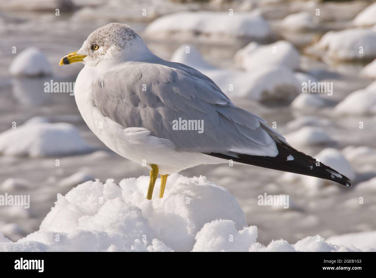 Gull standing in snow profile hi-res stock photography and images - Alamy