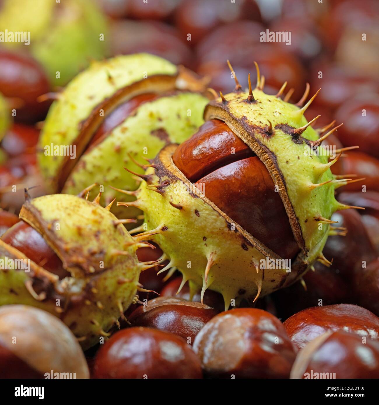 White Horse Chestnuts, Aesculus hippocastanum, in close up Stock Photo ...