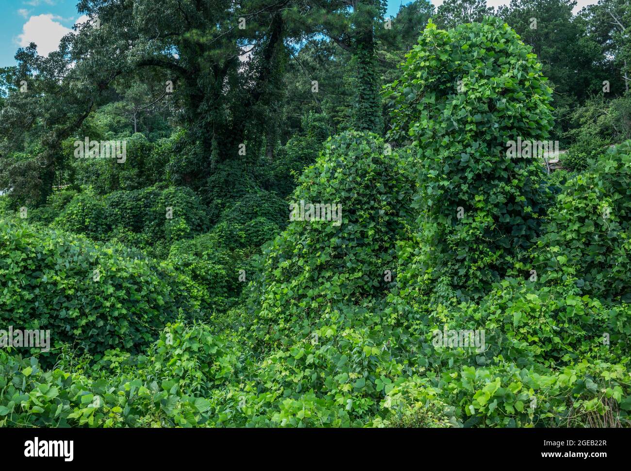 Invasive Plant Species Kudzu