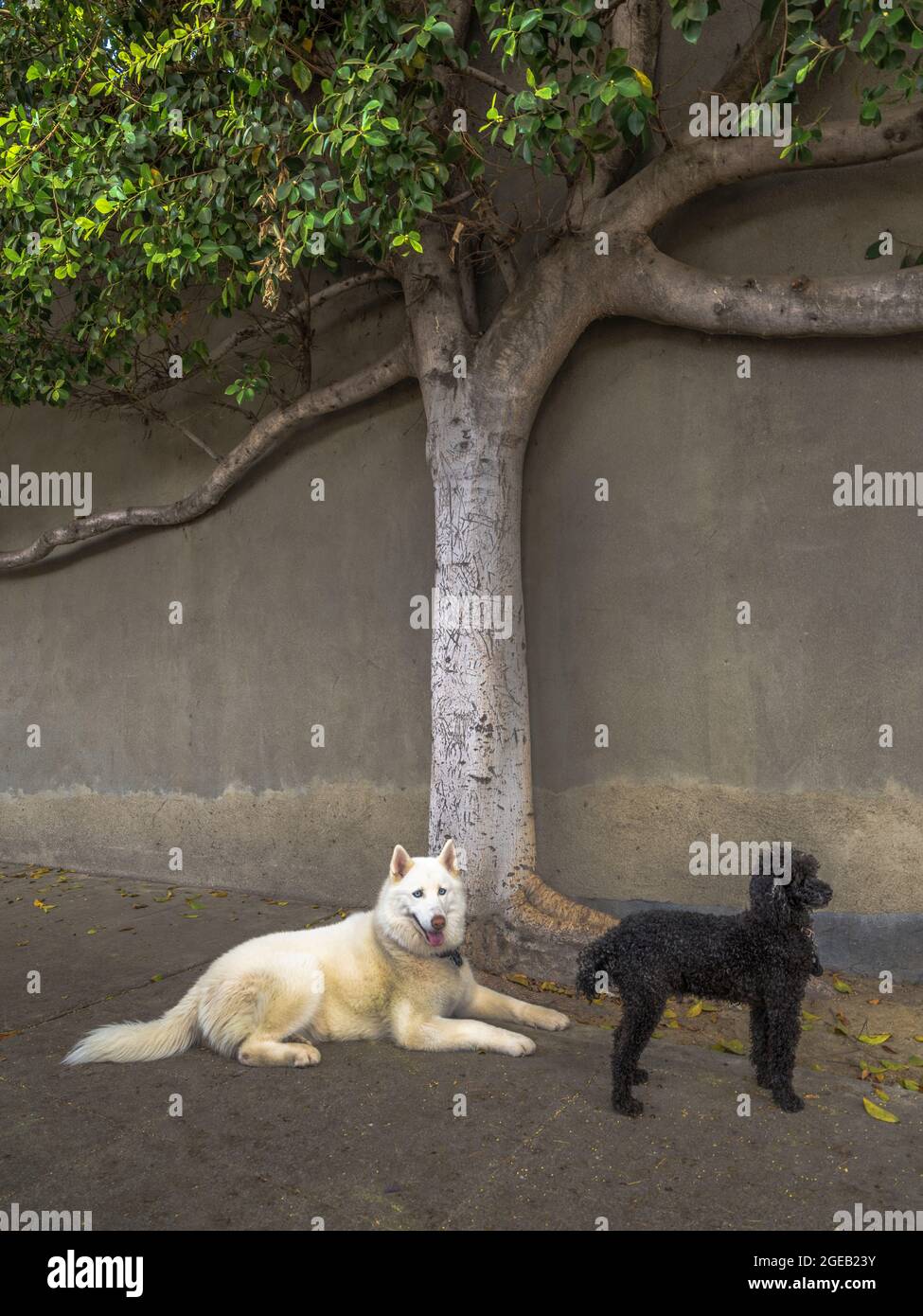 White Siberian Husky and black Portuguese Water Poodle wait for their ...