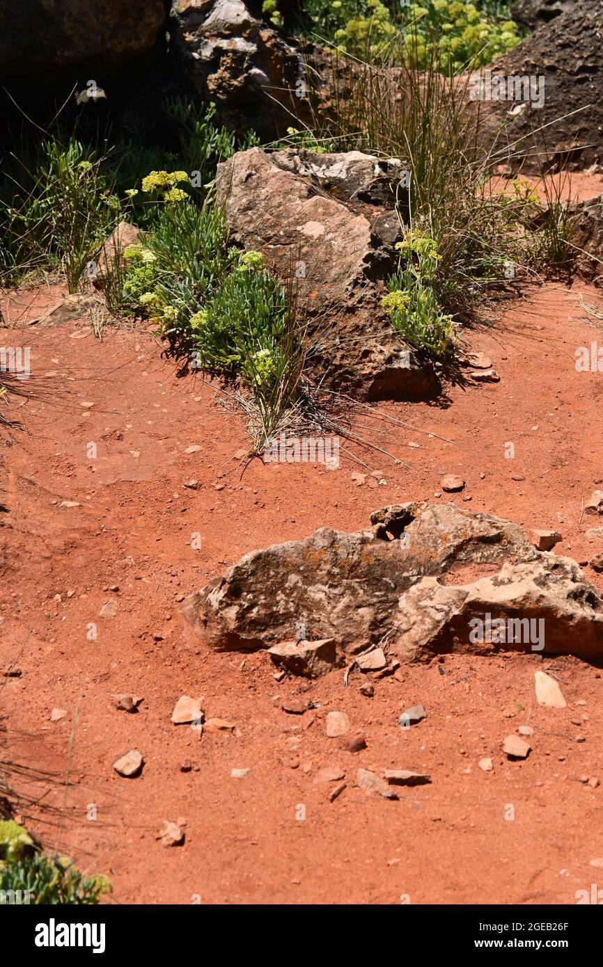Arid landscape with red soil and bushes plants Stock Photo - Alamy
