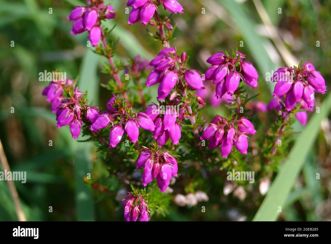 heath, Heidekräuter, Heiden, Eriken, Erica sp., hanga, Europe Stock ...