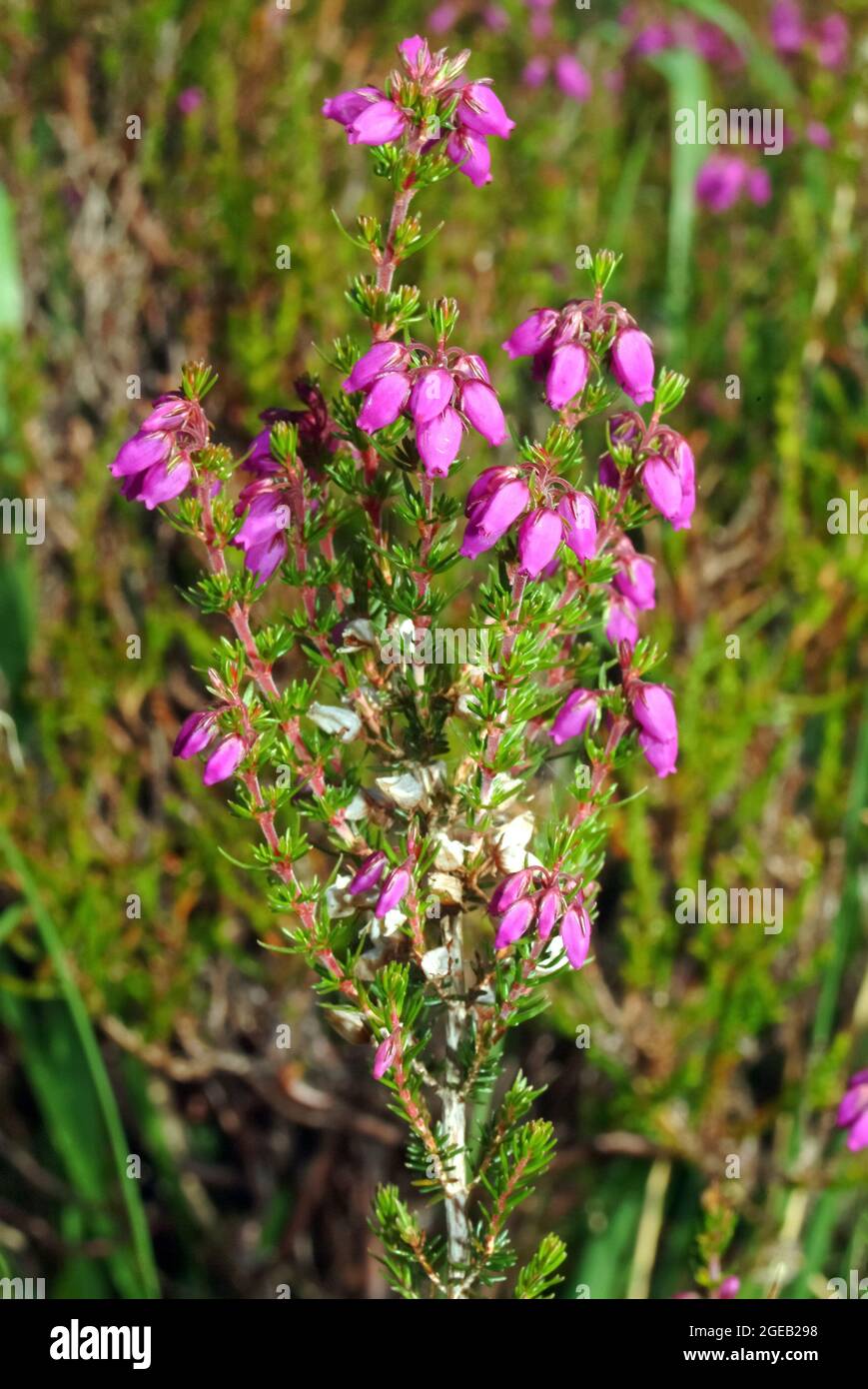 Eriken hi-res stock photography and images - Alamy