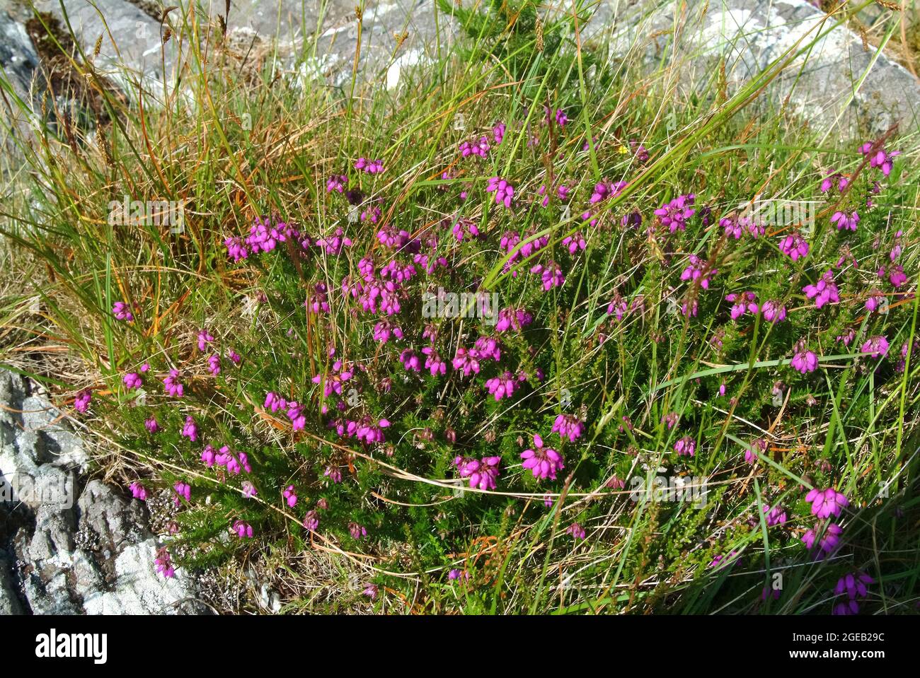 heath, Heidekräuter, Heiden, Eriken, Erica sp., hanga, Europe Stock ...