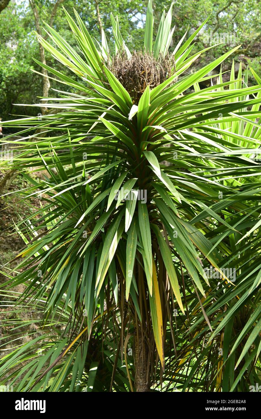 Plant with long green and pointed leaves Stock Photo - Alamy
