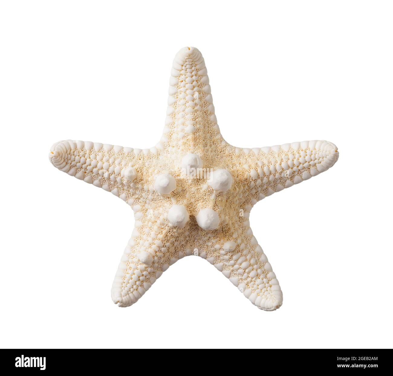 Knobby starfish isolated on a white background. One dried five finger ...