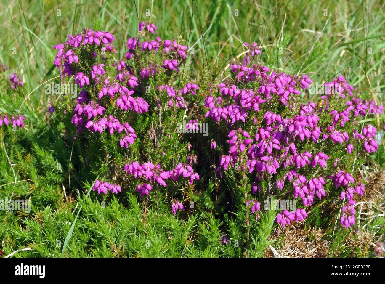 heath, Heidekräuter, Heiden, Eriken, Erica sp., hanga, Europe Stock ...