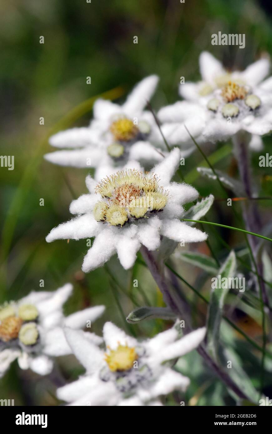 edelweiss, Alpen-Edelweiß, Alps, Austria, Europe Stock Photo - Alamy