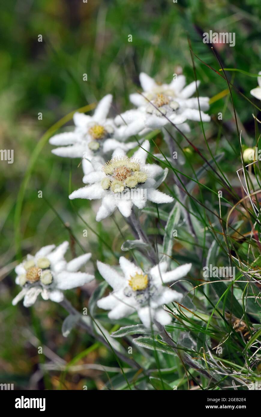 edelweiss, Alpen-Edelweiß, Alps, Austria, Europe Stock Photo - Alamy