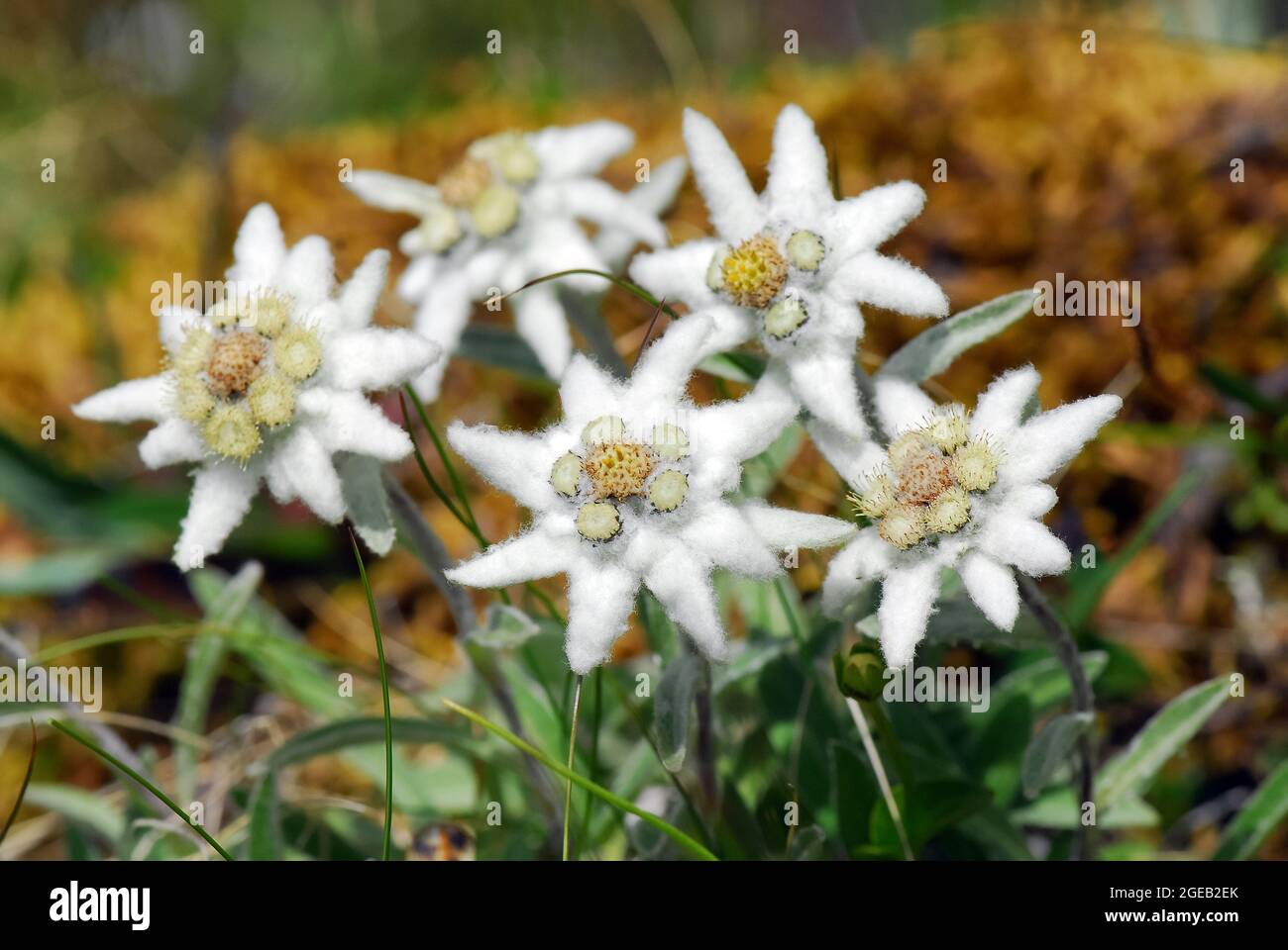 edelweiss, Alpen-Edelweiß, Alps, Austria, Europe Stock Photo - Alamy