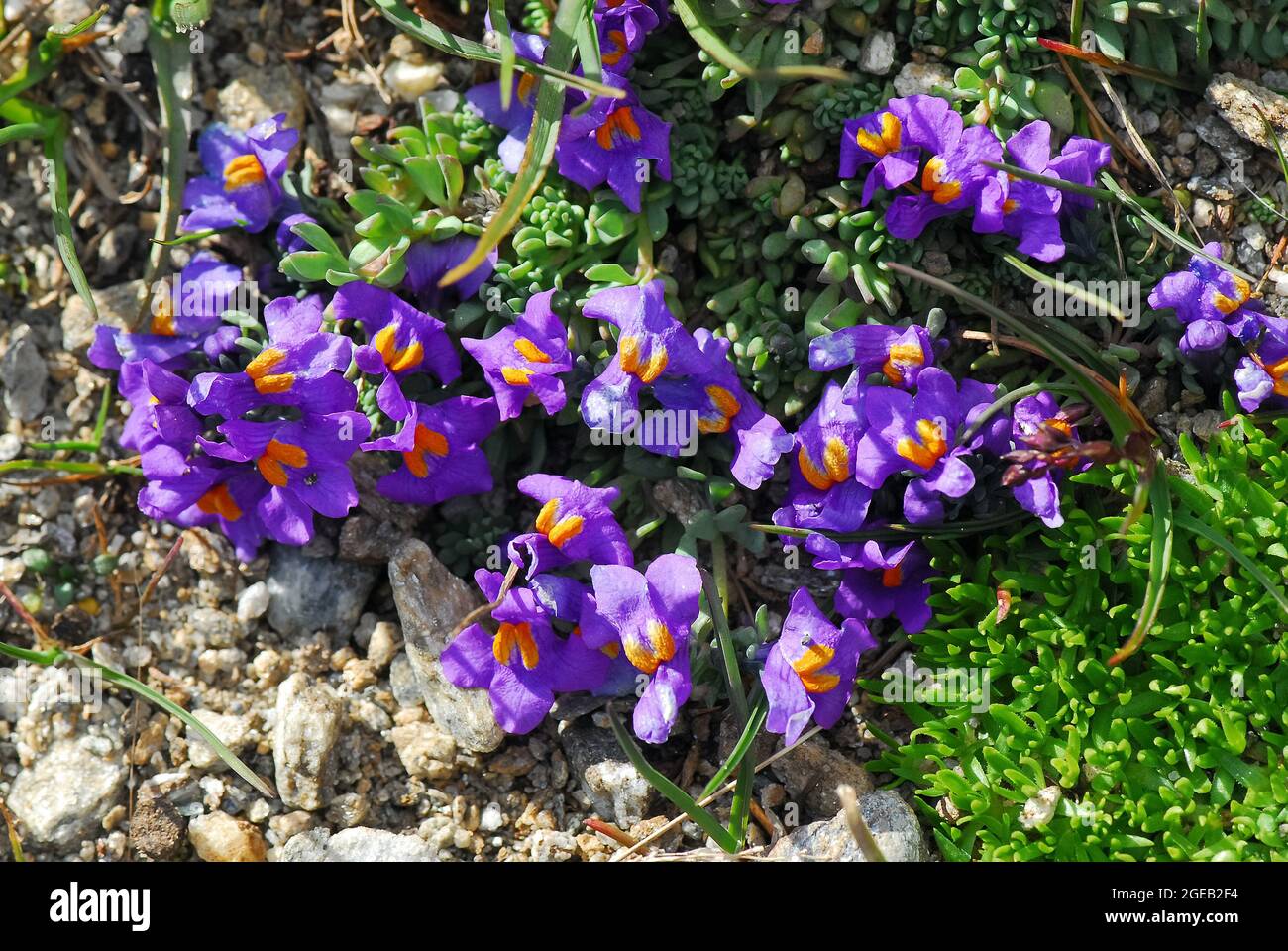 alpine toadflax, Alpen-Leinkraut, Linaria alpina, havasi gyújtoványfű ...