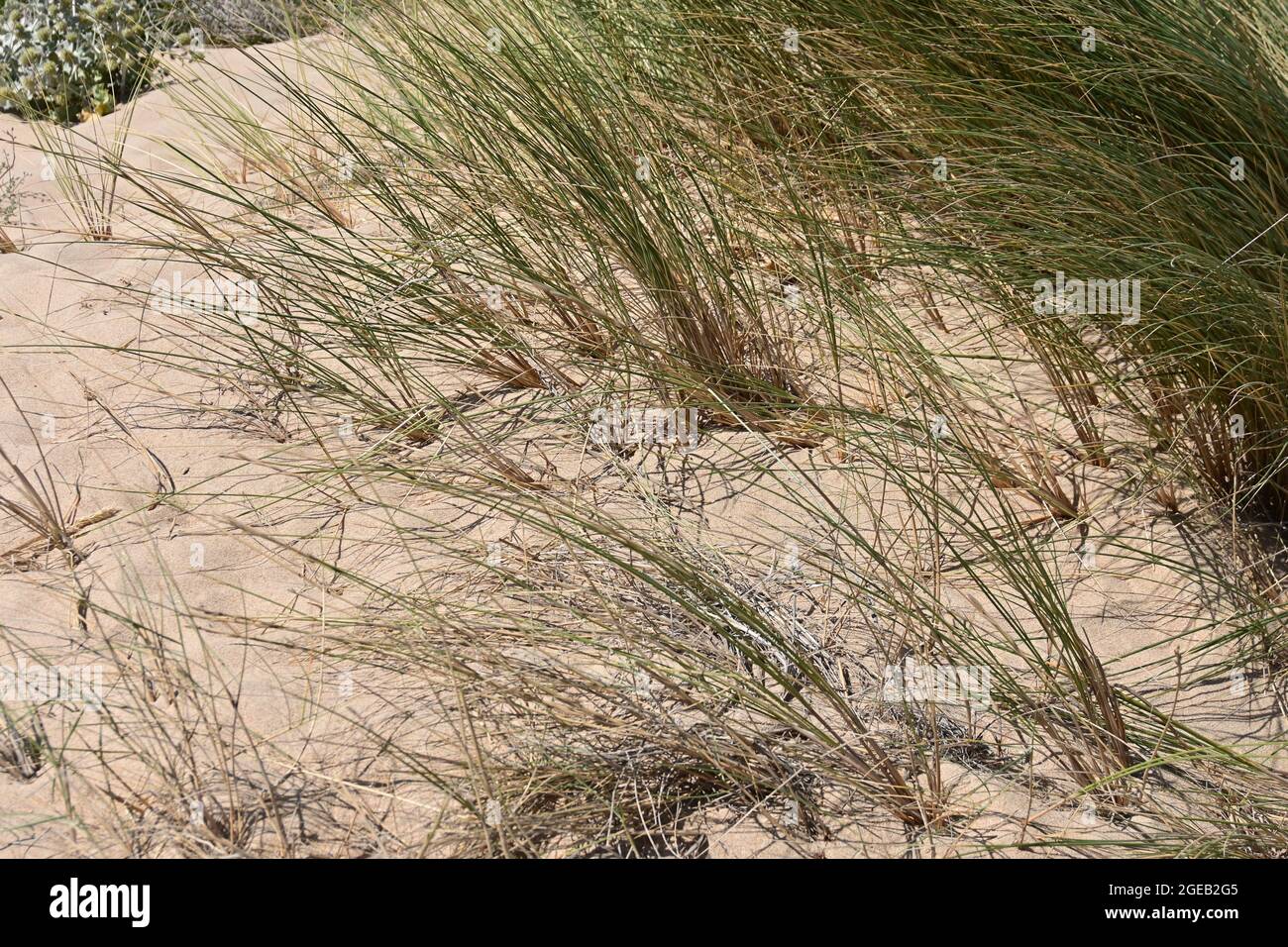 Green bushes and sand hi-res stock photography and images - Alamy