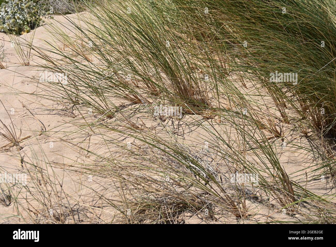 Landscape with sand and bushes plants Stock Photo - Alamy