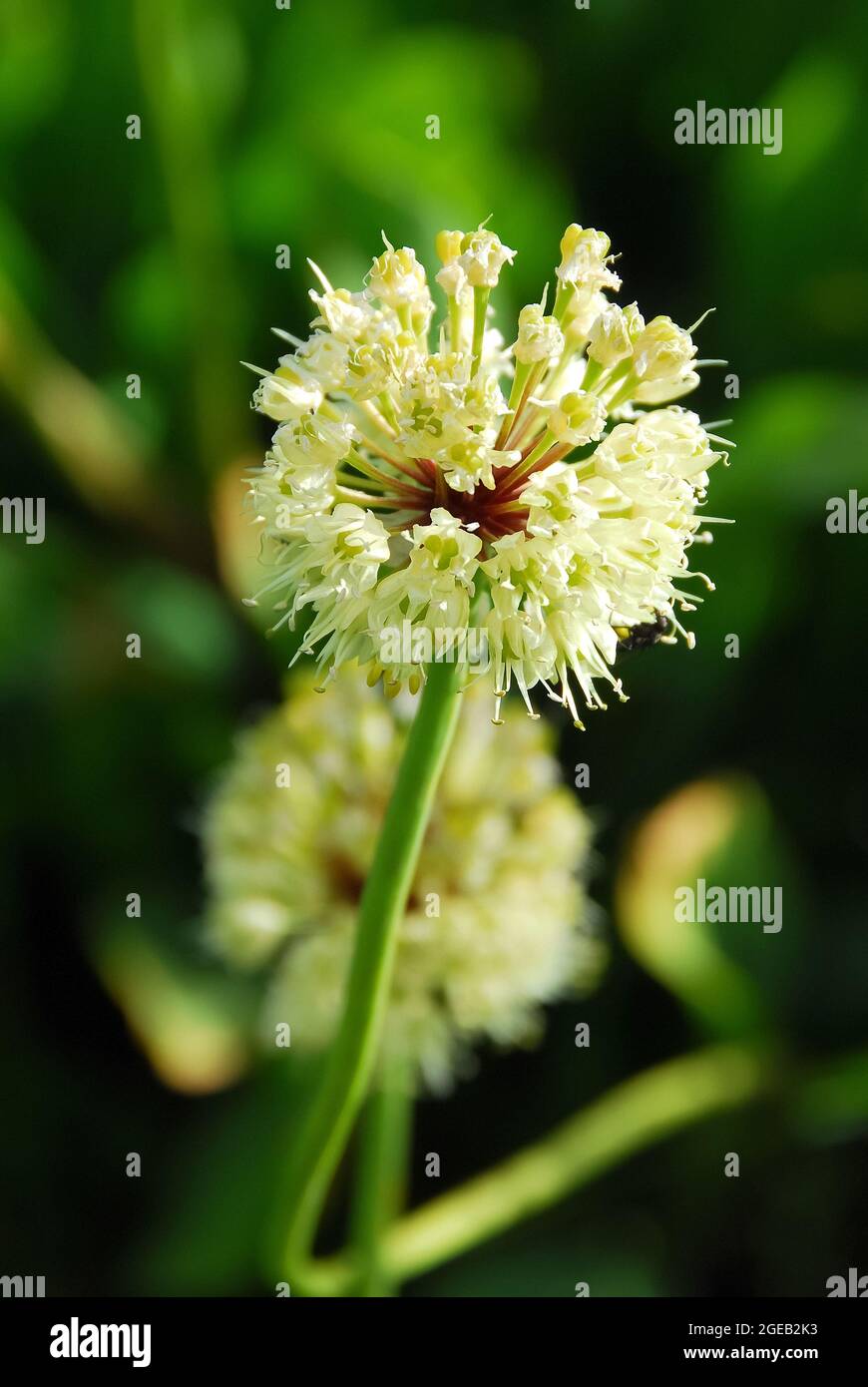 victory onion, Alpine leek, Allermannsharnisch, Allium victorialis ...