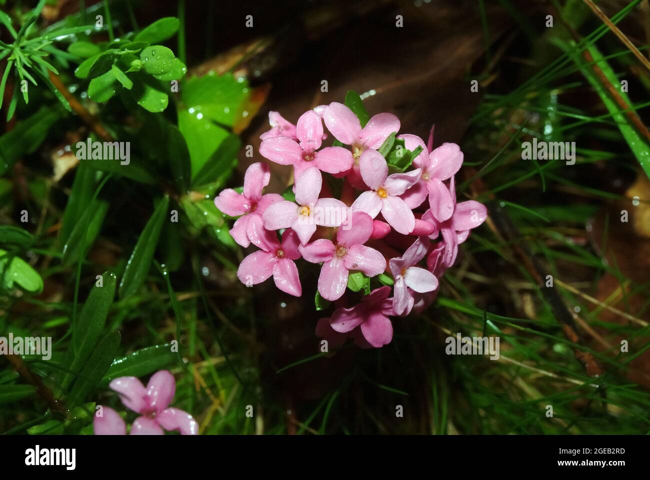 garland flower or rose daphne, Rosmarin-Seidelbast, Daphne cneorum ssp ...