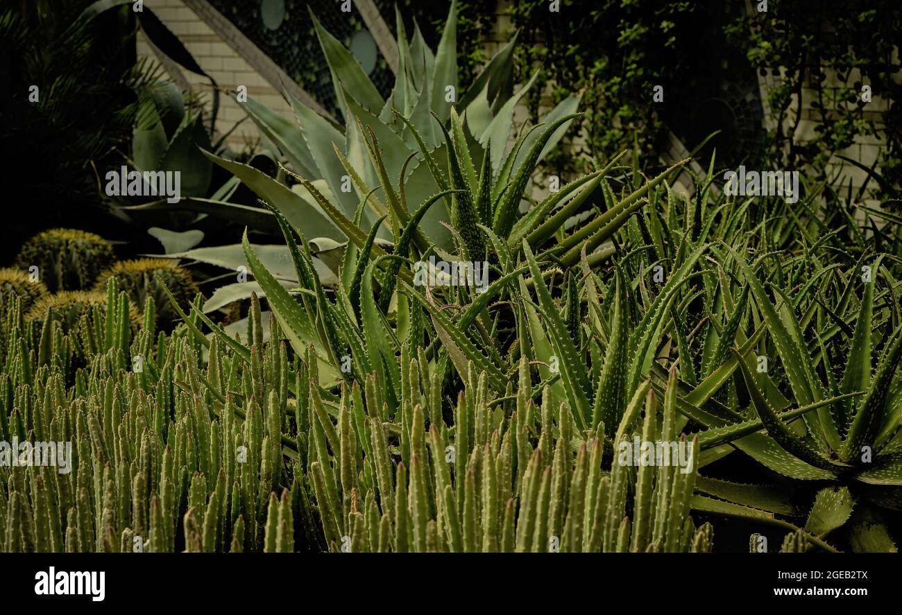 Arizona Stapelia Desert Botanical Gardens cacti Stock Photo - Alamy