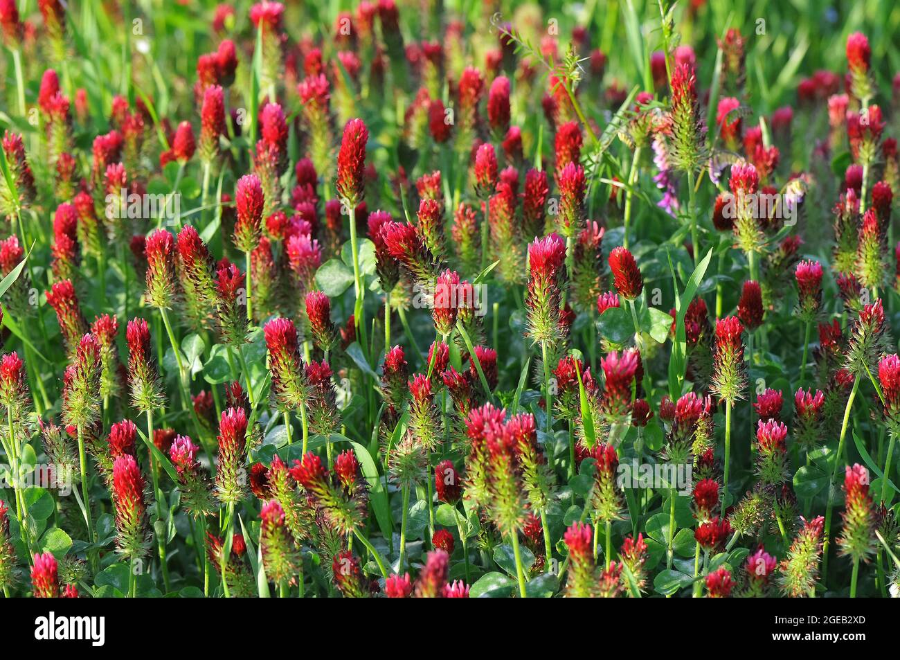 crimson clover, Italian clover, Inkarnat-Klee, Trifolium incarnatum ...