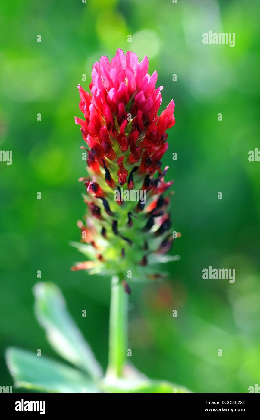 crimson clover, Italian clover, Inkarnat-Klee, Trifolium incarnatum ...