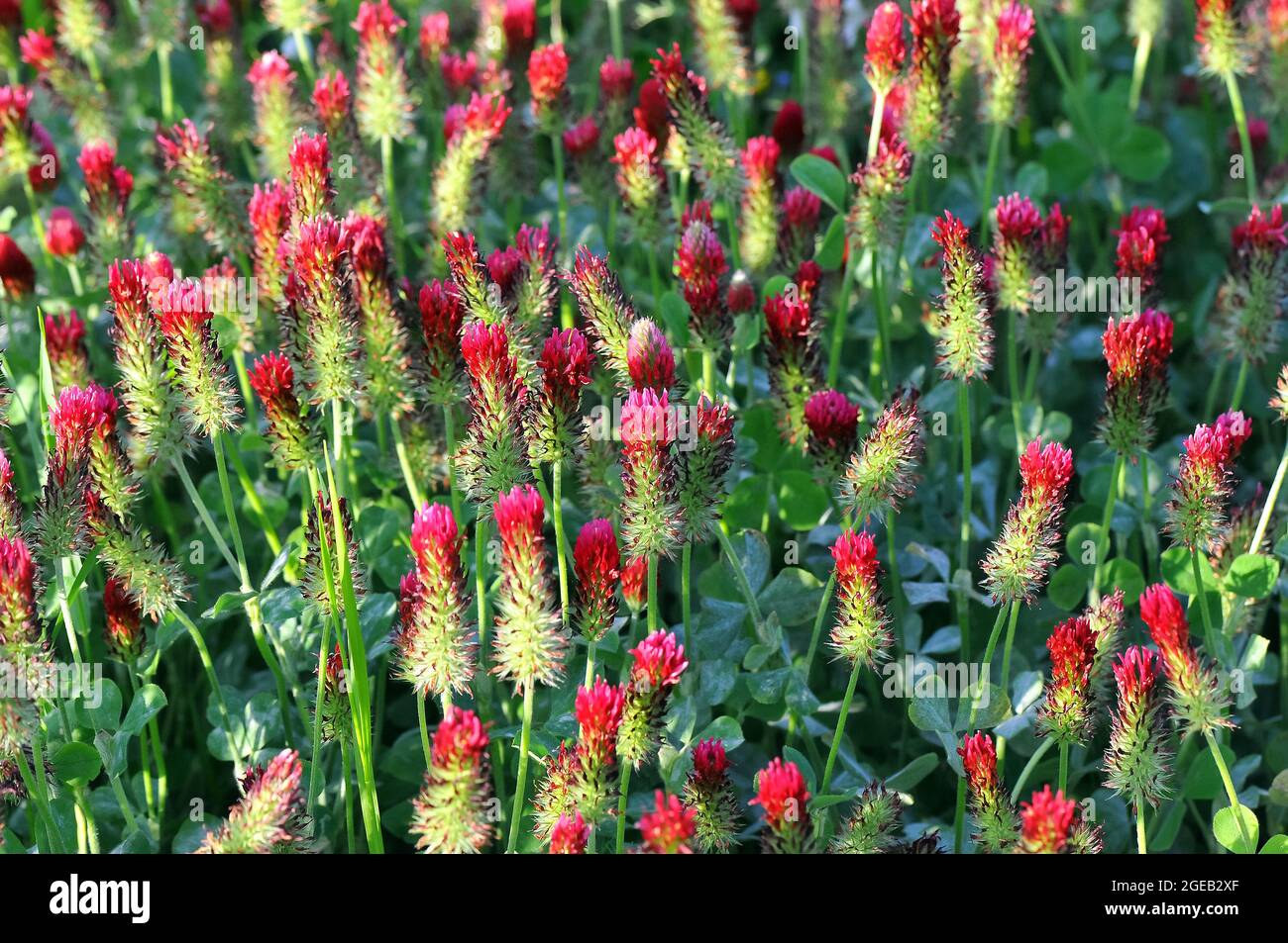 crimson clover, Italian clover, Inkarnat-Klee, Trifolium incarnatum, bíborhere, Hungary ...
