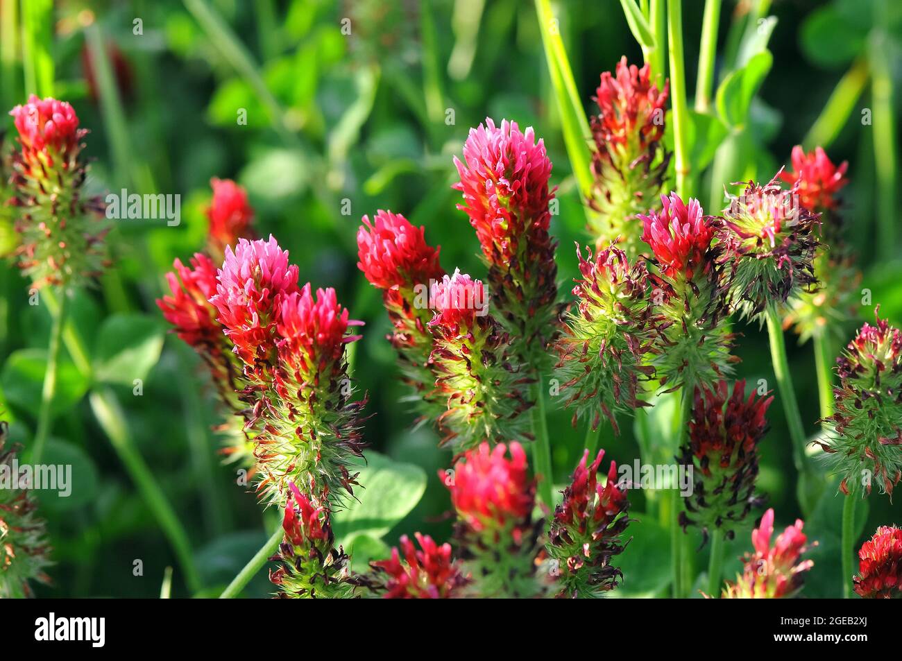 crimson clover, Italian clover, Inkarnat-Klee, Trifolium incarnatum ...