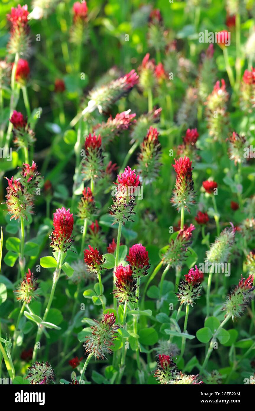 crimson clover, Italian clover, Inkarnat-Klee, Trifolium incarnatum ...