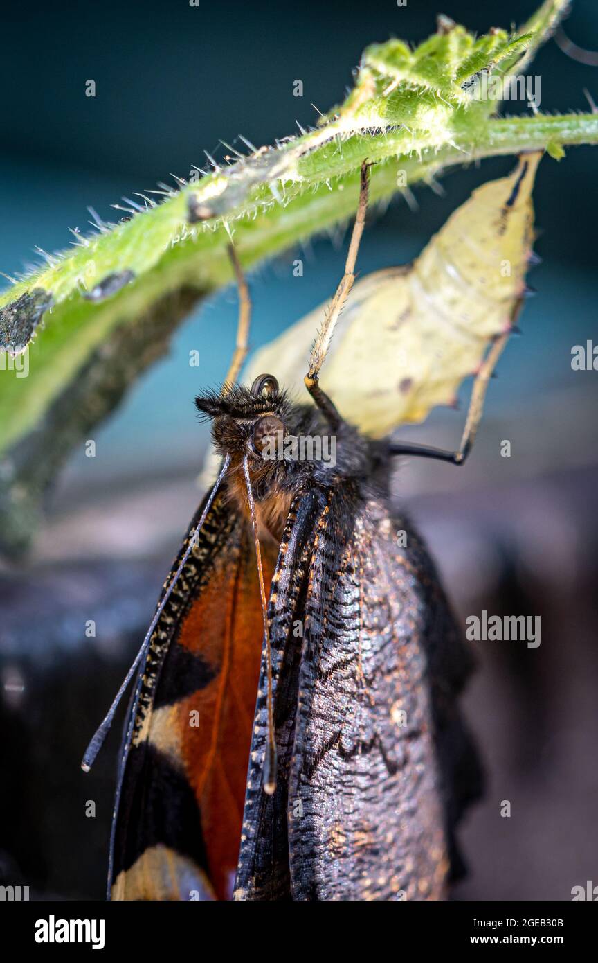 Newly emerged peacock butterfly, aglais io, curling proboscis resting ...
