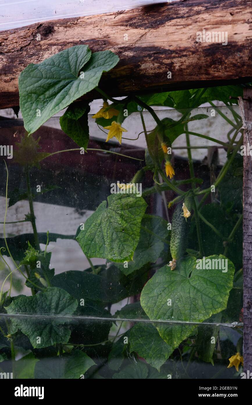 Agricultural industry. Cucumbers and leaves of cucumber bushes. View ...