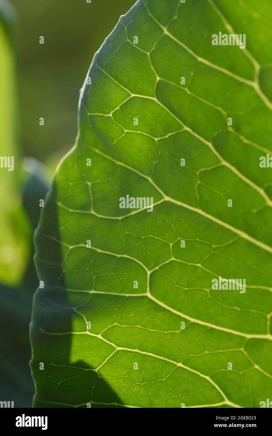 Close up background. Green leaf of cabbage in the backlight with ...