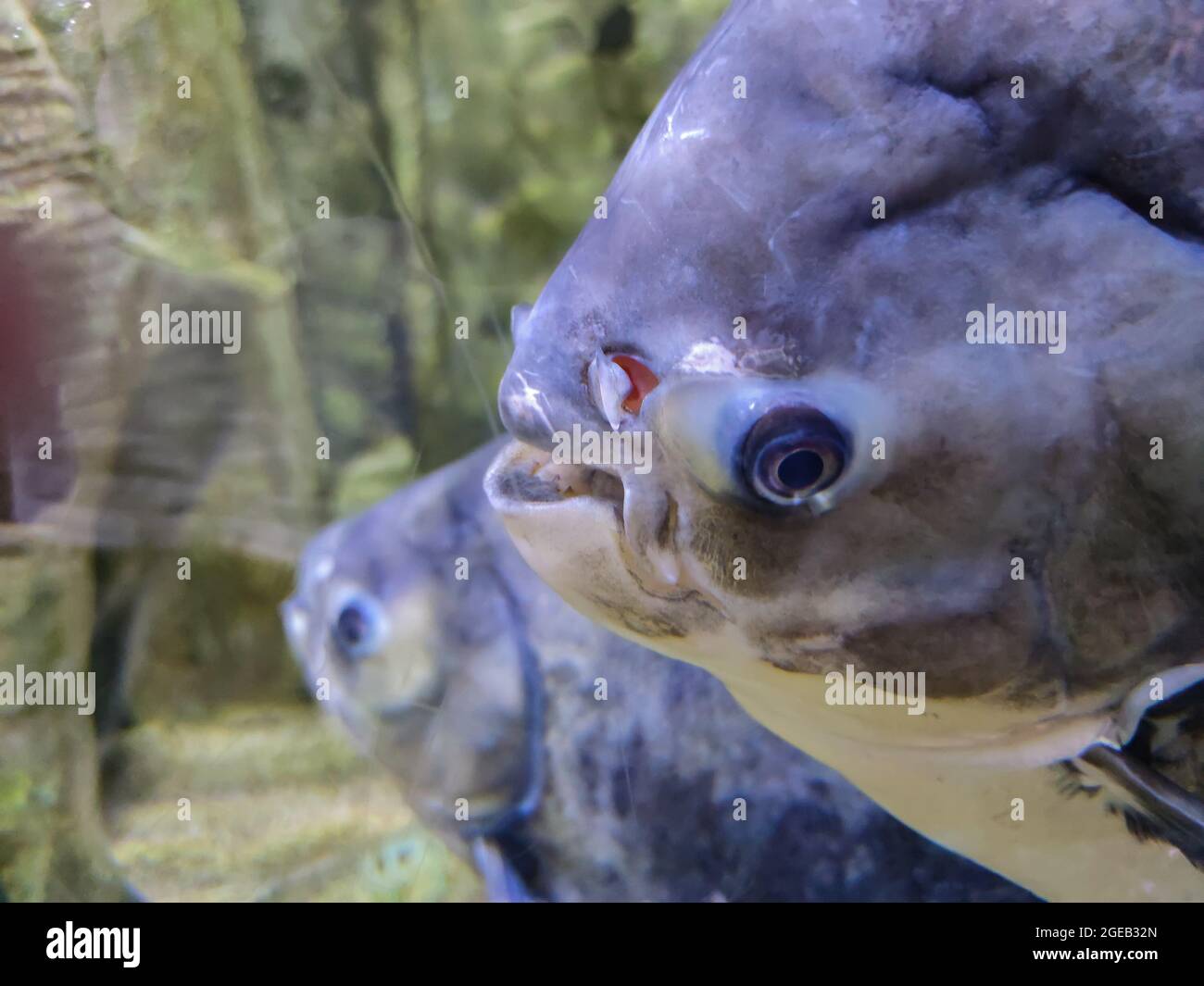 Pangasius catfish hi-res stock photography and images - Alamy