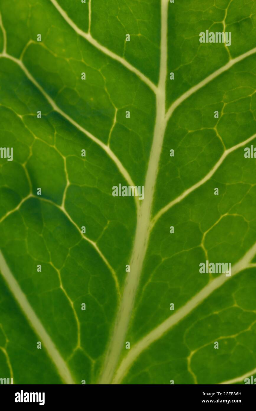 Close up background. Green leaf of cabbage in the backlight with ...