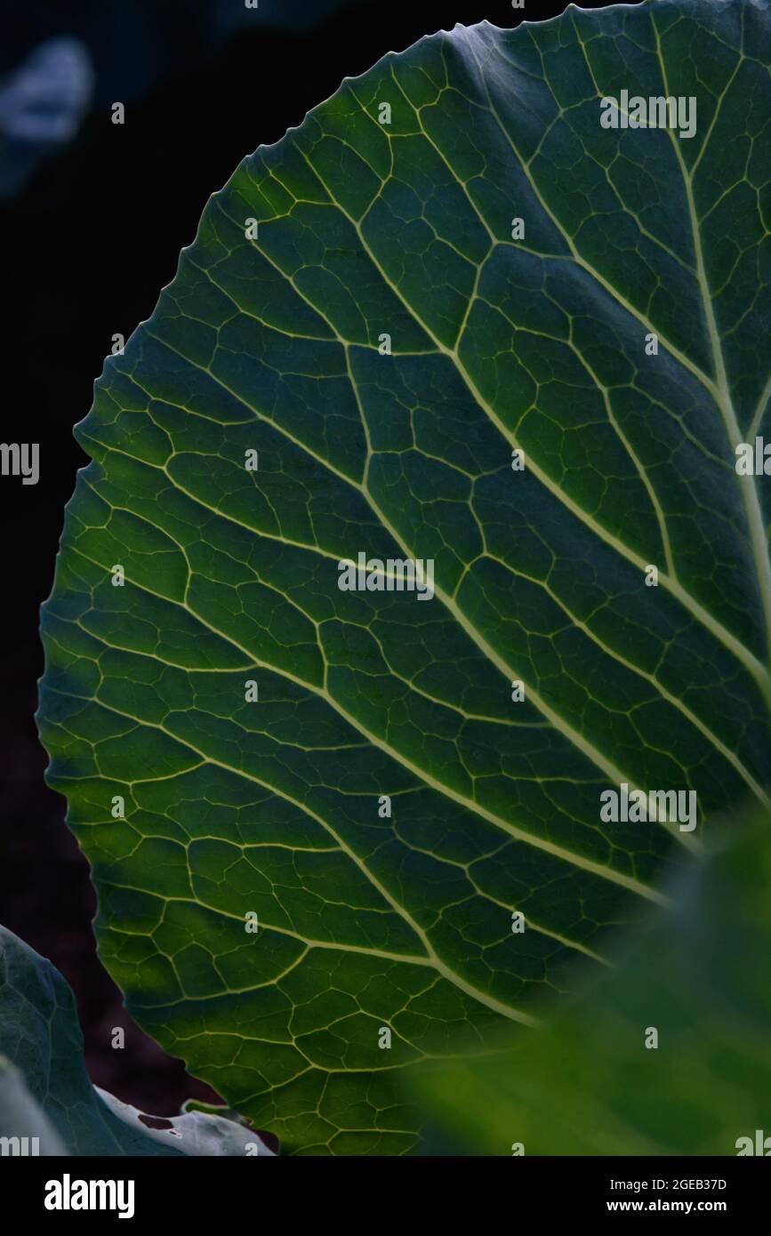 Close up background. Green leaf of cabbage in the backlight with ...