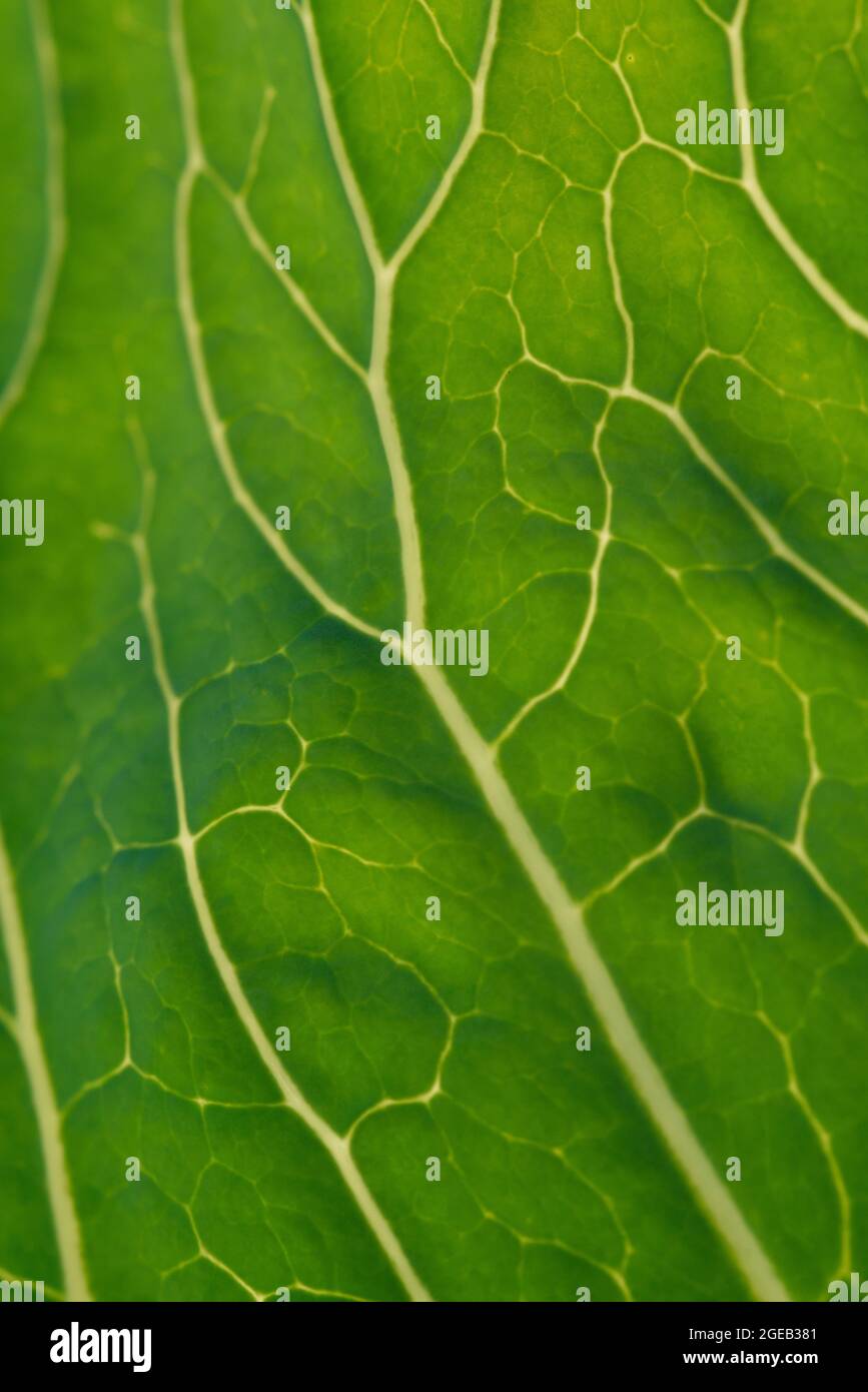 Close up background. Green leaf of cabbage in the backlight with ...