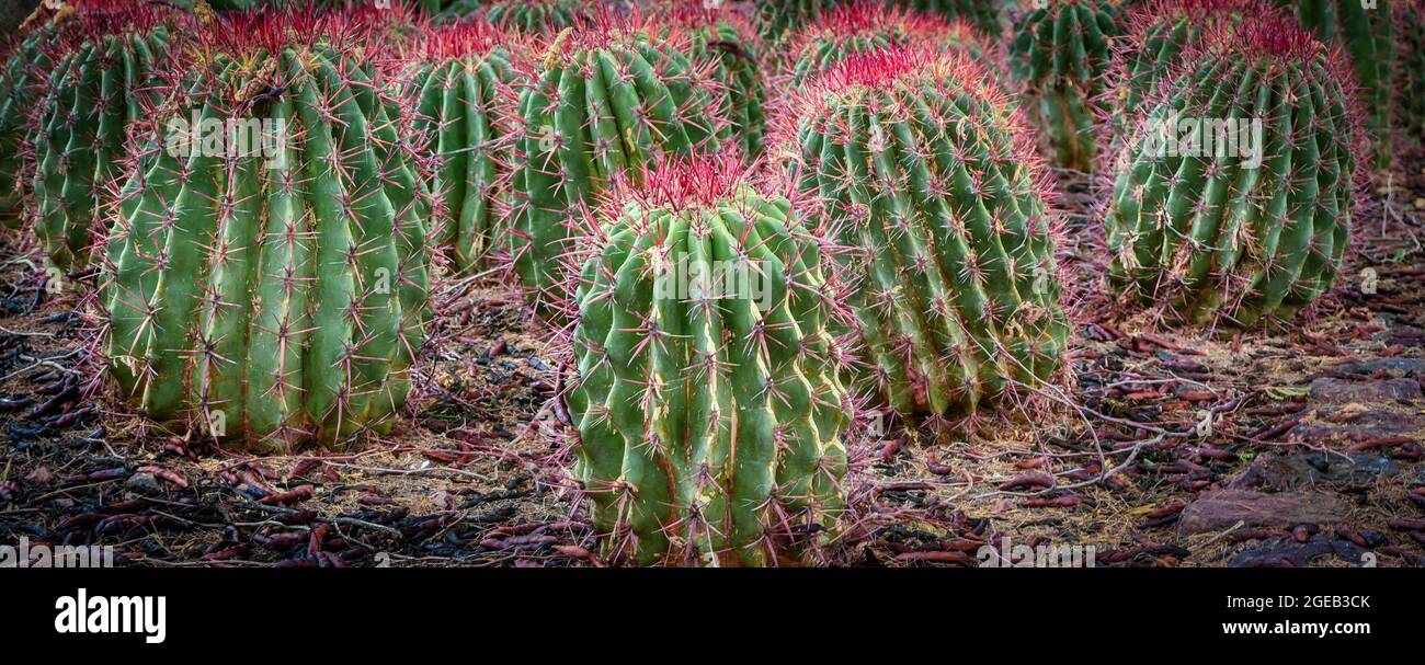 Compass Barrel Cactus, Ferocactus cylindraceus Stock Photo - Alamy