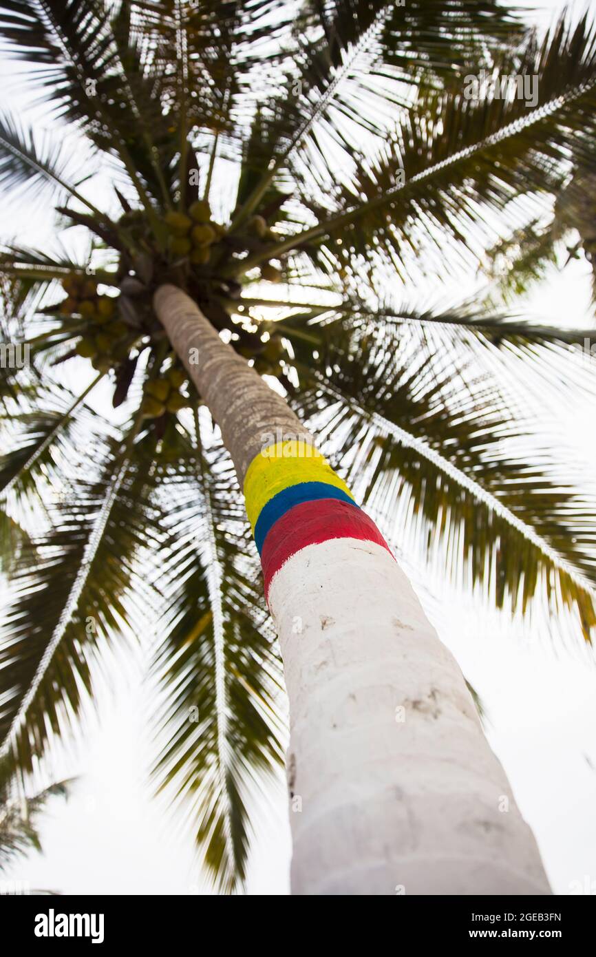 Closeup of the palm tree with Colombian flag painted at Santa Marta ...