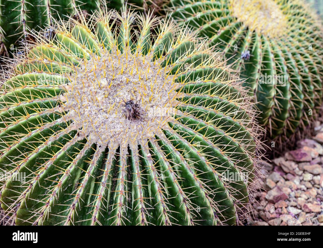 Fishhook barrel cactus hi-res stock photography and images - Alamy