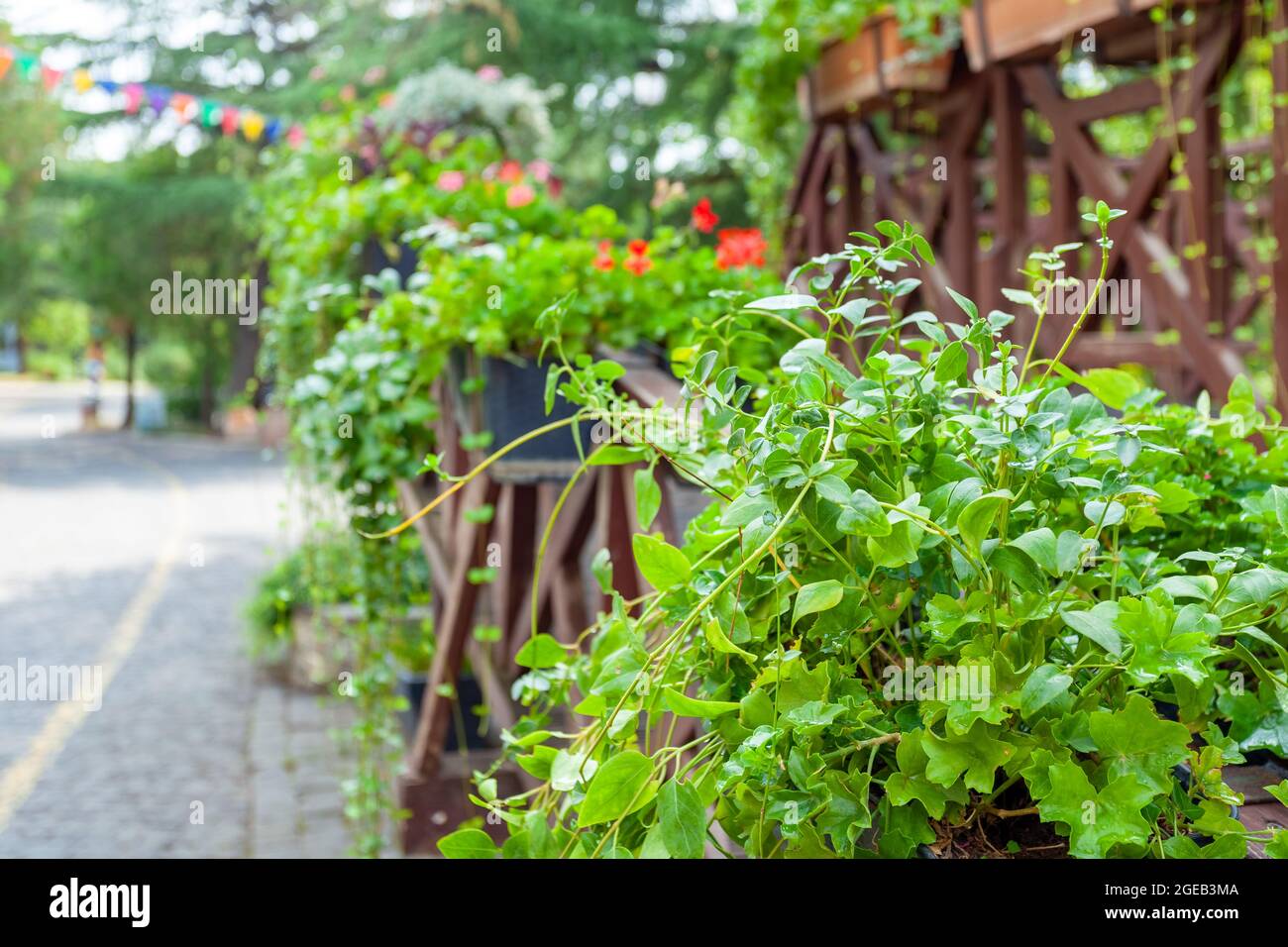 Flowers in Mtatsminda Park or Bombora Park on Mtatsminda mountain ...