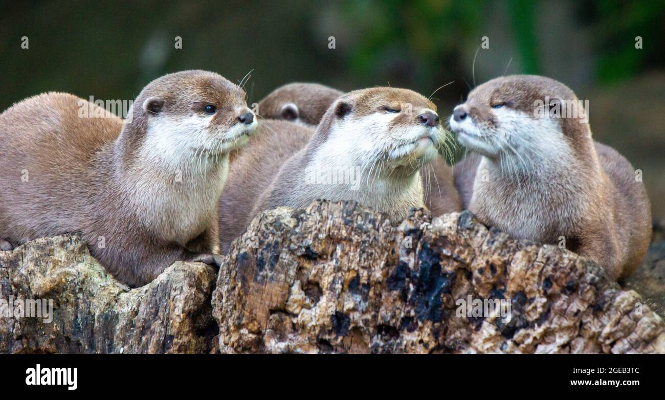 Cute Otter Family Stock Photo - Alamy