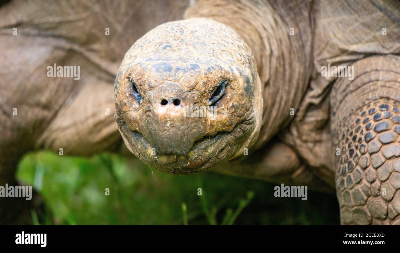 Old turtle vector hi-res stock photography and images - Alamy