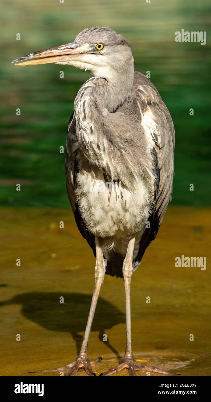 Twisting flight hi-res stock photography and images - Alamy