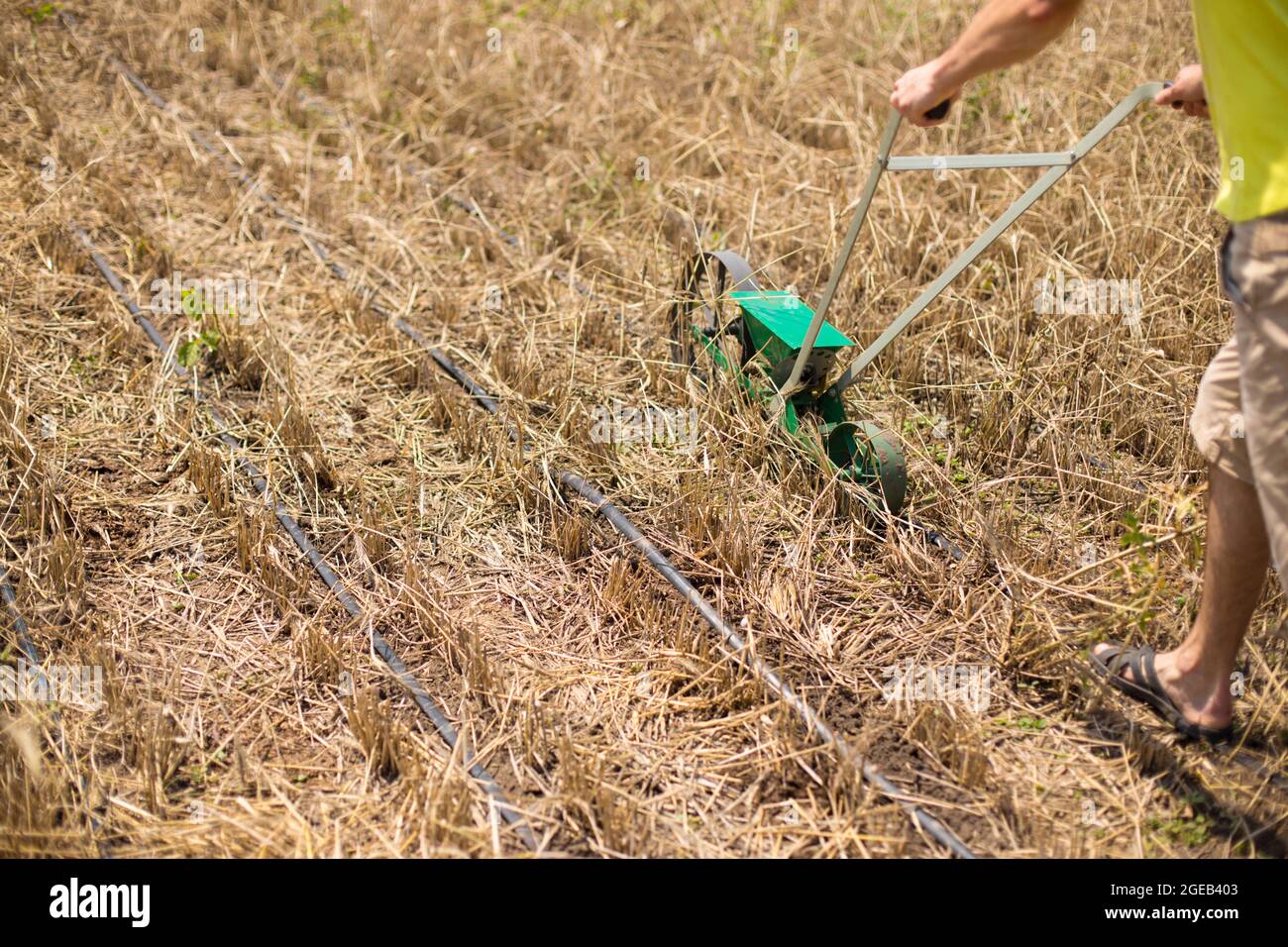 Seeding with manual seeder on a field with no-till technology growing ...