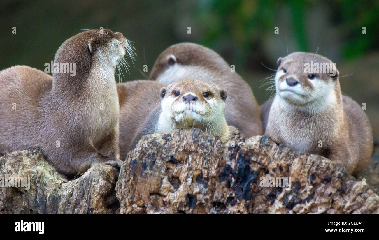 Family of Otters Stock Photo - Alamy