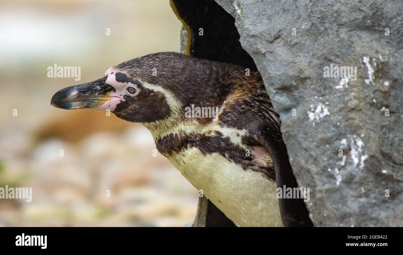 Humboldt Penguin at Home Stock Photo - Alamy