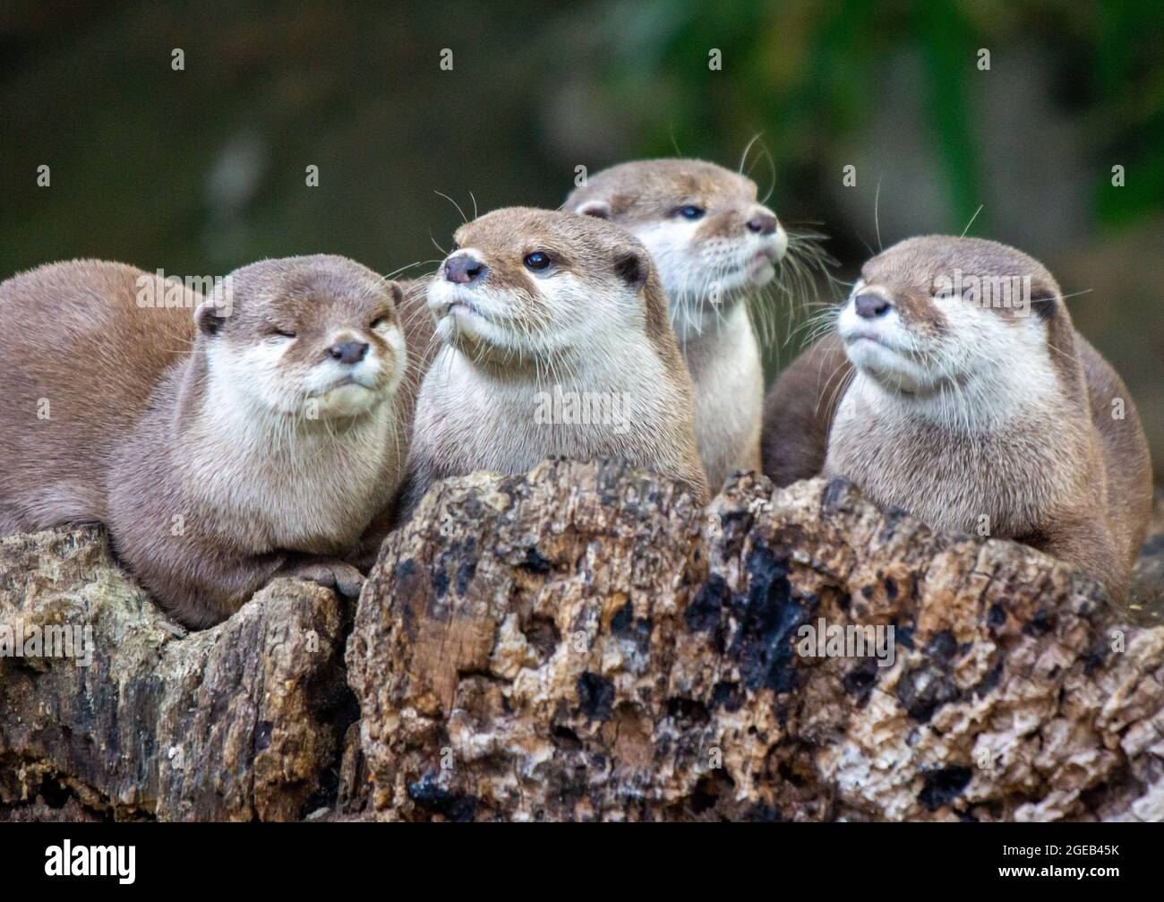 River otter on log hi-res stock photography and images - Alamy