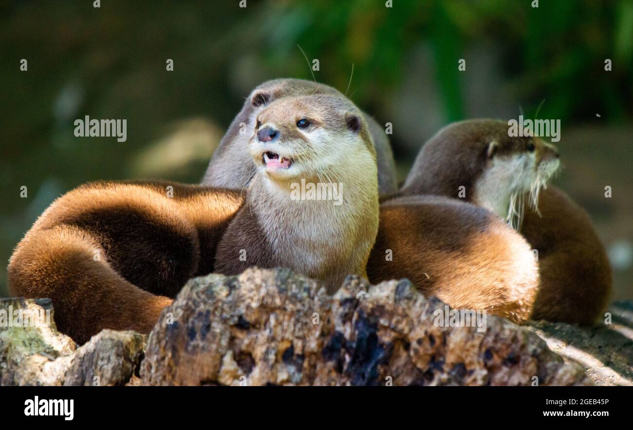 Otters Sharo Teeth Stock Photo - Alamy