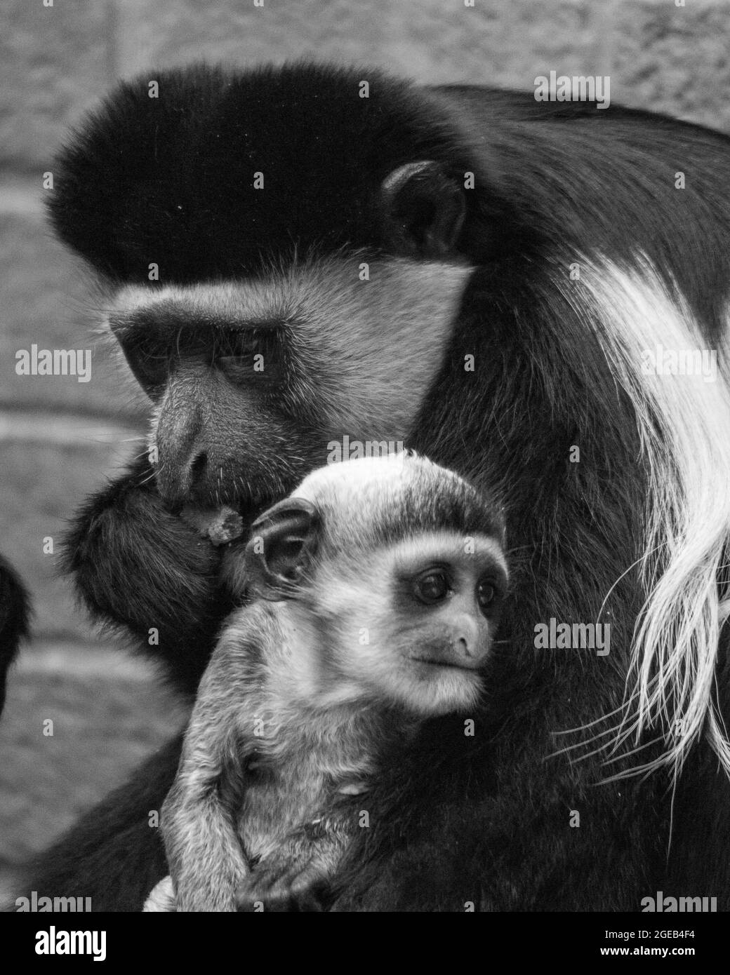 Monkey mother baby Black and White Stock Photos & Images - Alamy