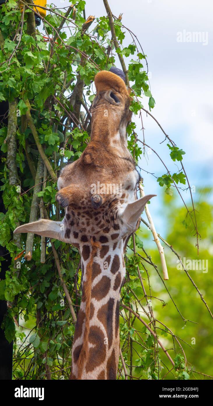 Giraffe mouth open hi-res stock photography and images - Alamy