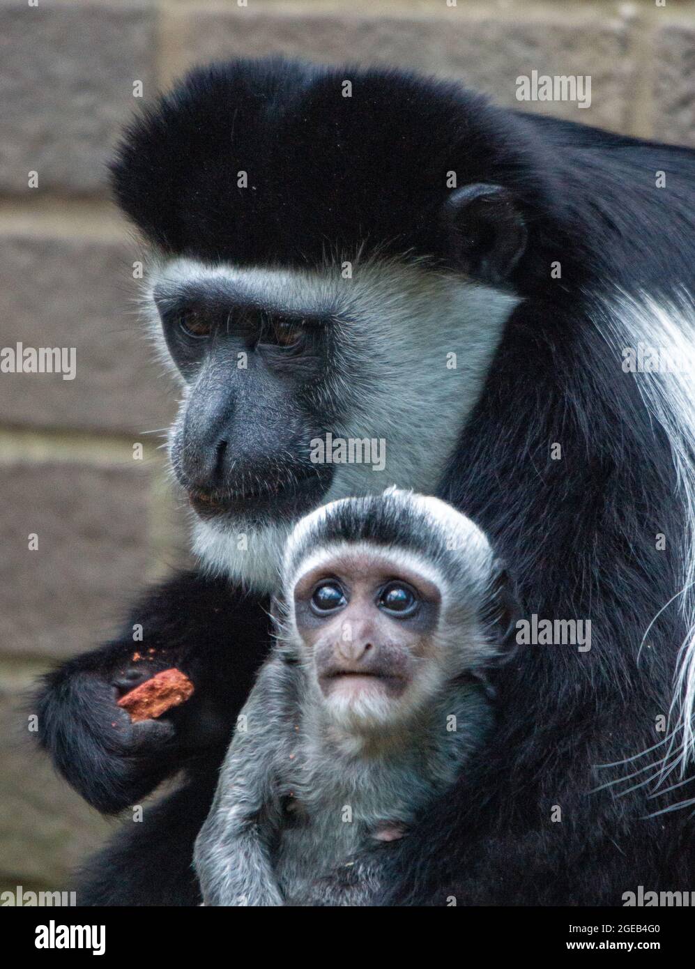 Curious Baby Guereza Stock Photo - Alamy