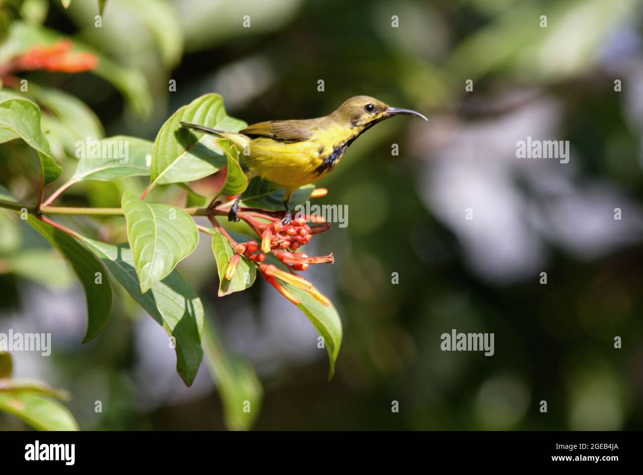 Purple Sunbird (Cinnyris asiaticus intermedia) eclipse plumage male ...
