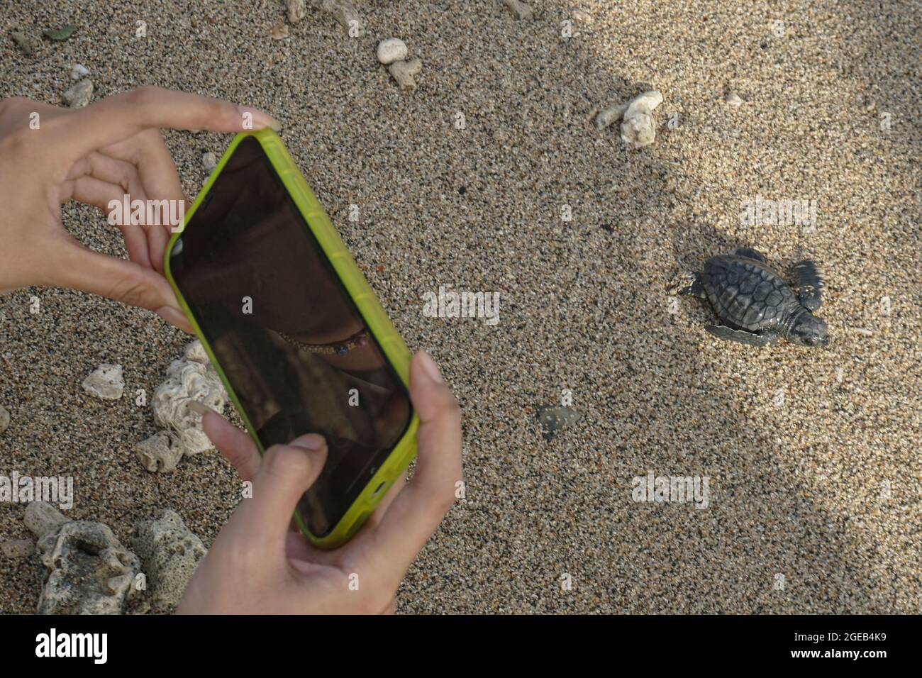 A man taking photos of a released turtle with a mobile phone.Bali ...