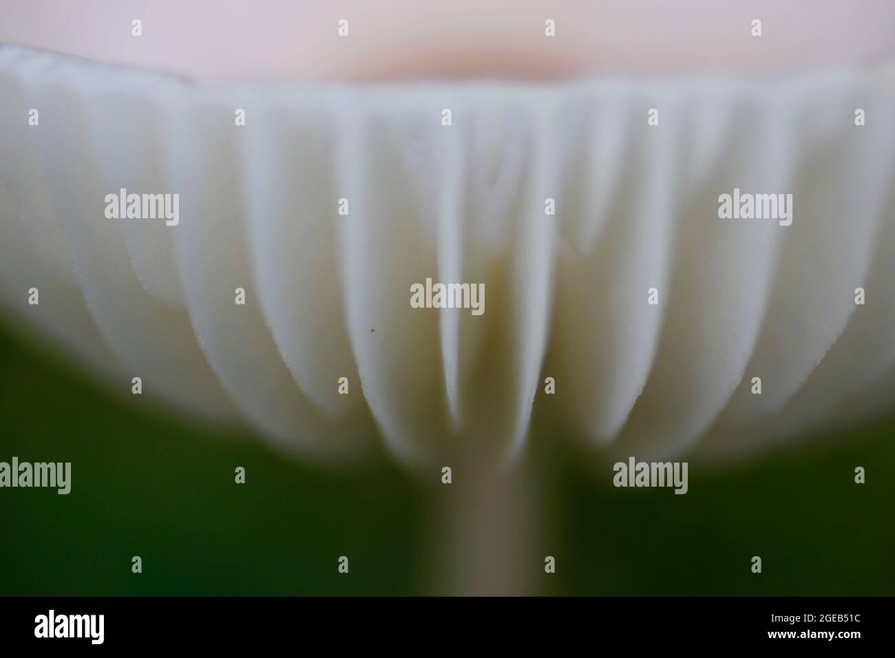 Closeup View of Cuphophyllus Fungi Stock Photo - Alamy